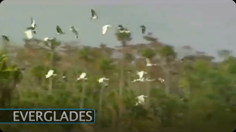 Environment: The Everglades Ecosystem Video | Discover Fun and ...
