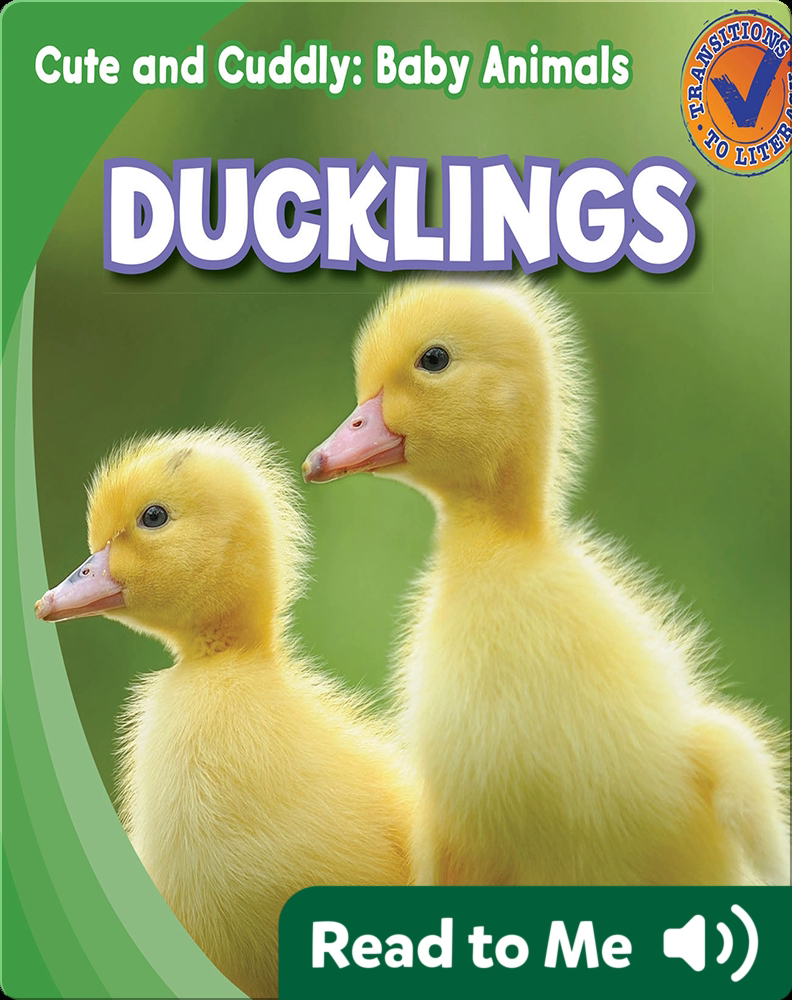 Cute and Cuddly: Ducklings Book by Katie Kawa | Epic