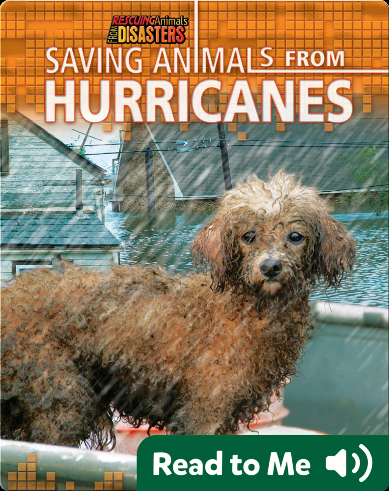 Saving Animals from Hurricanes Book by Stephen Person | Epic