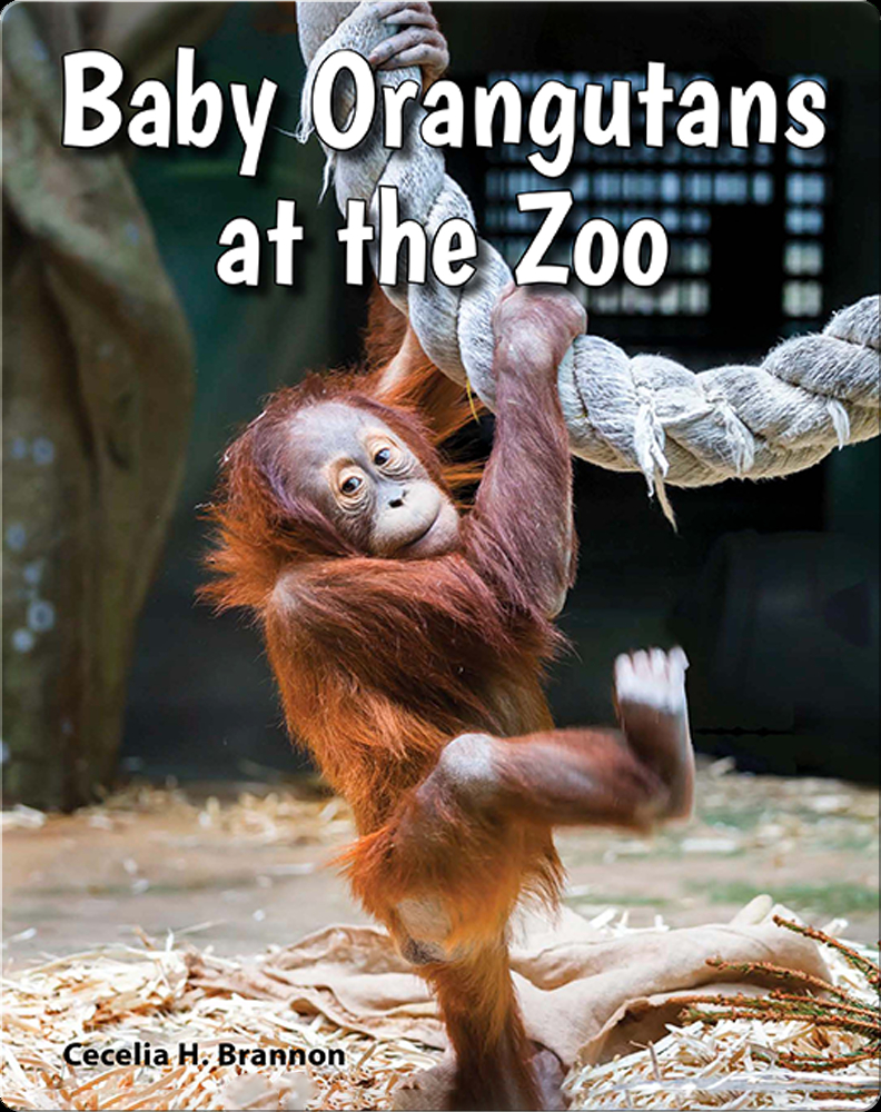Baby Orangutans at the Zoo Book by Cecelia H. Brannon | Epic
