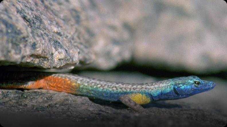 Spy In The Wild: Flat Lizards Video | Discover Fun and Educational ...