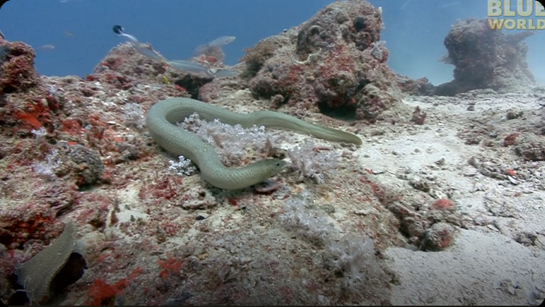 Jonathan Bird's Blue World: Sea Snakes Video | Discover Fun and ...