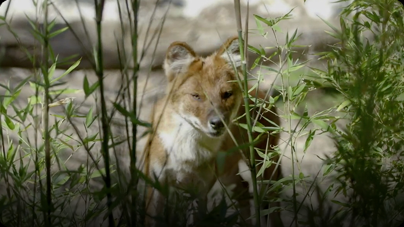 Get to Know the Amazing and Beautiful Endangered Wild Dog Known as a ...
