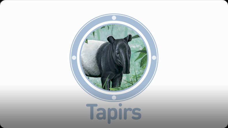 Amazing Animals: Tapirs Video | Discover Fun and Educational Videos ...