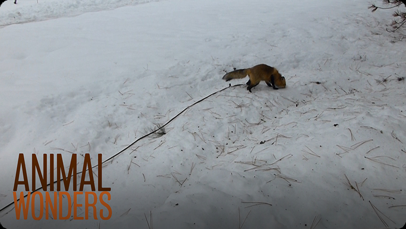 Fox Walk With a GoPro Video | Discover Fun and Educational Videos That ...