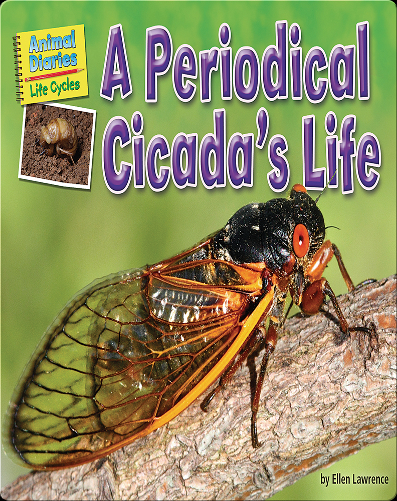 A Periodical Cicada's Life Book by Ellen Lawrence | Epic