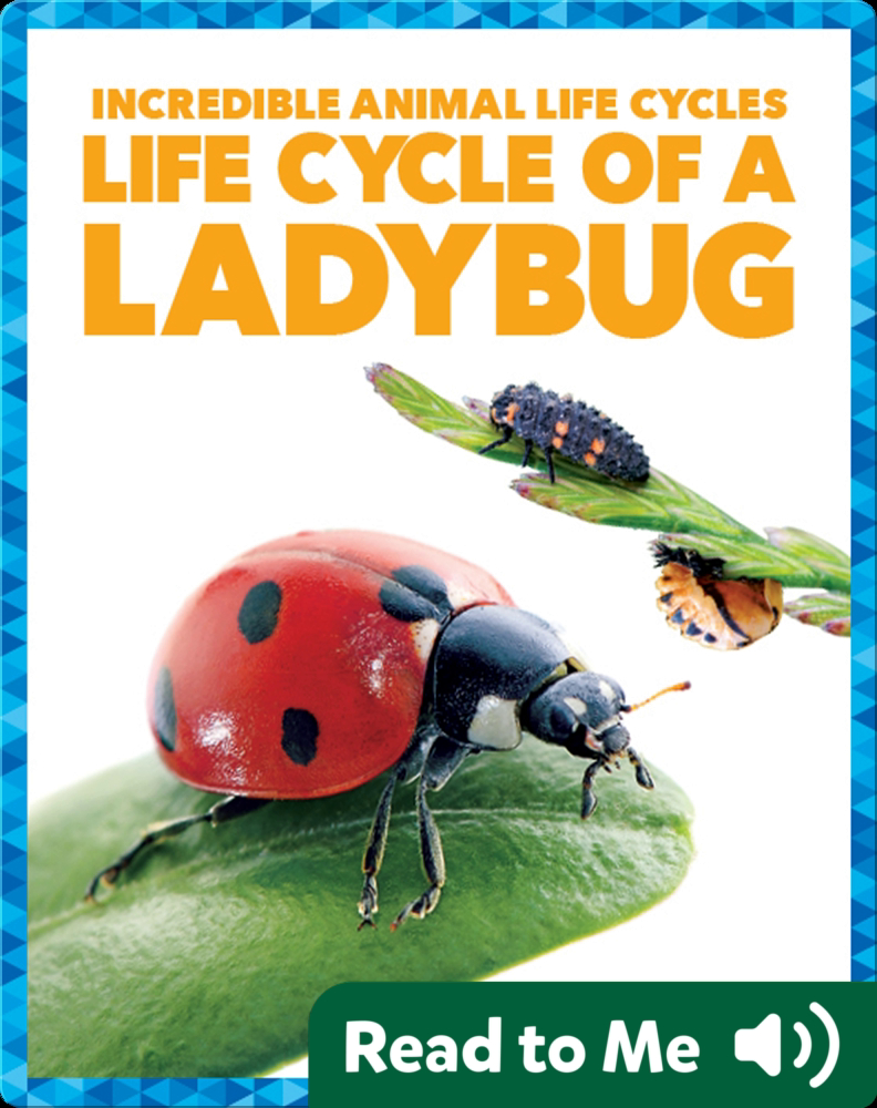 Life Cycle of a Ladybug Book by Karen Latchana Kenney | Epic