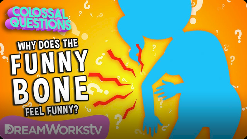Colossal Questions: What's So Funny About The Funny Bone? Video ...
