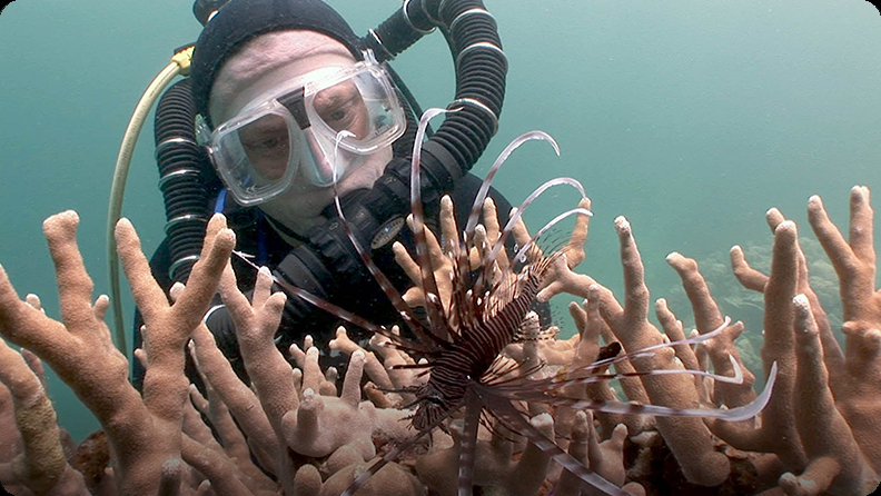 Jonathan Bird's Blue World: Venomous Fish Video | Discover Fun and ...
