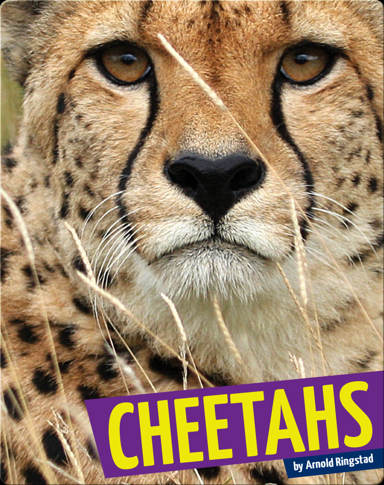 Cheetahs Book by Arnold Ringstad | Epic