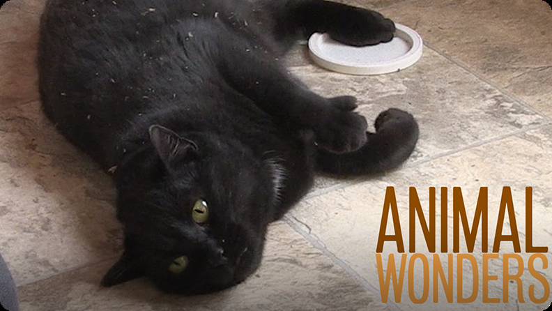 Catnip Experiment Video | Discover Fun and Educational Videos That Kids ...