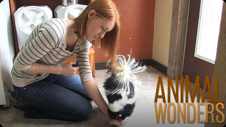 Skunk Training Session! Video | Discover Fun and Educational Videos ...