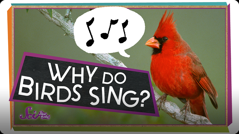 SciShow Kids: Why Do Birds Sing? Video | Discover Fun and Educational ...