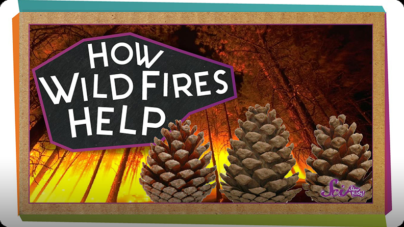 SciShow Kids: How Wildfires Help! Video | Discover Fun and Educational ...