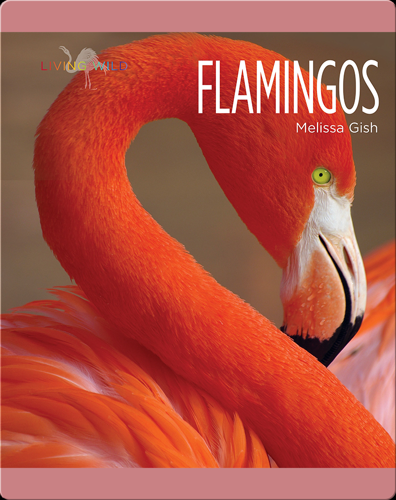Flamingos Book by Melissa Gish | Epic