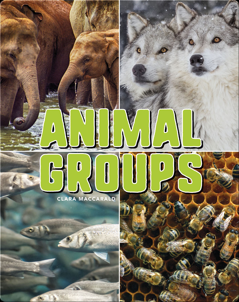 Animal Groups Book by Clara MacCarald | Epic