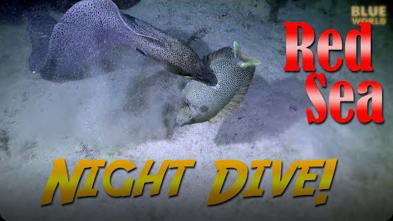 Jonathan Bird's Blue World: Red Sea Night Dive! Video | Discover Fun ...