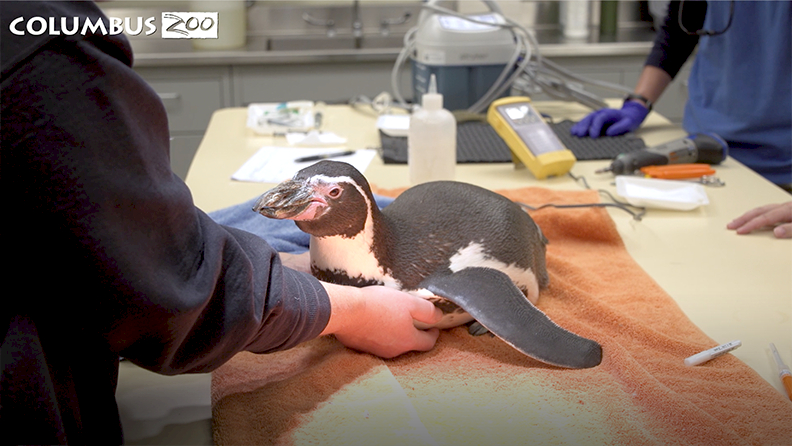 Penguin Checkup Video | Discover Fun and Educational Videos That Kids ...