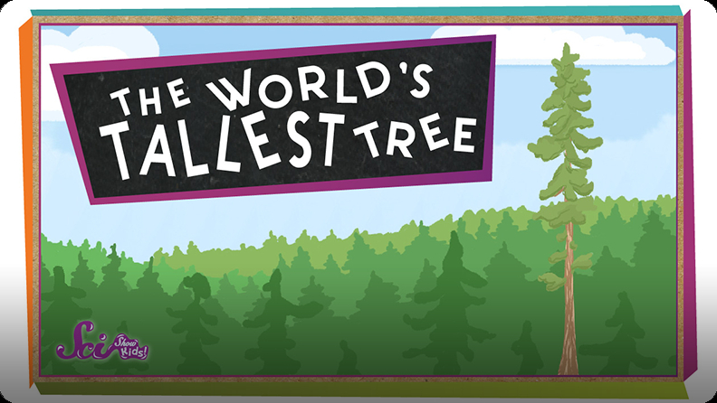 SciShow Kids: The World's Tallest Tree Video | Discover Fun and ...