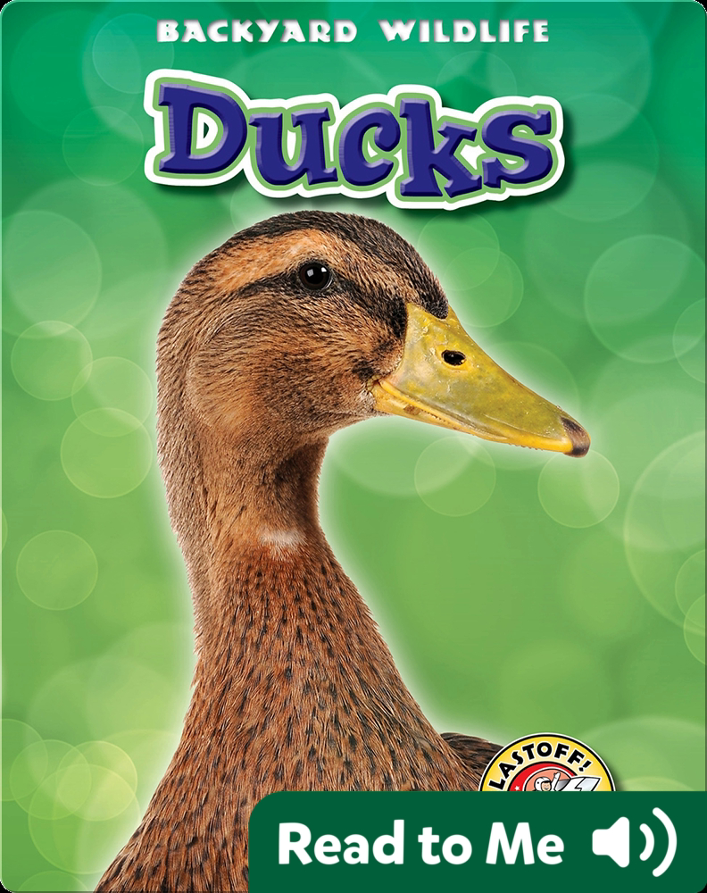Backyard Wildlife: Ducks Book by Derek Zobel | Epic