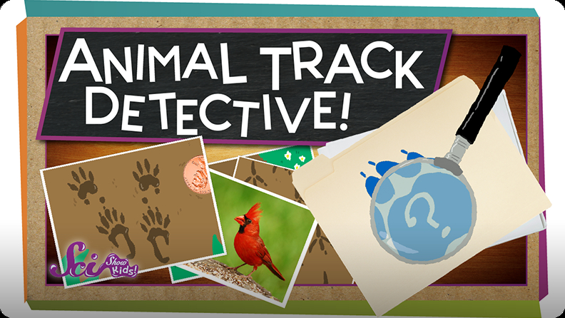 SciShow Kids: Animal Track Detective! Video | Discover Fun and ...
