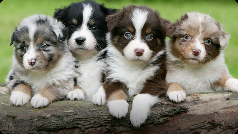 Heredity Video | Discover Fun and Educational Videos That Kids Love ...