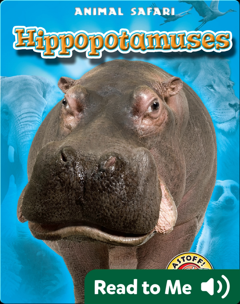 Hippopotamuses: Animal Safari Book by Kari Schuetz | Epic