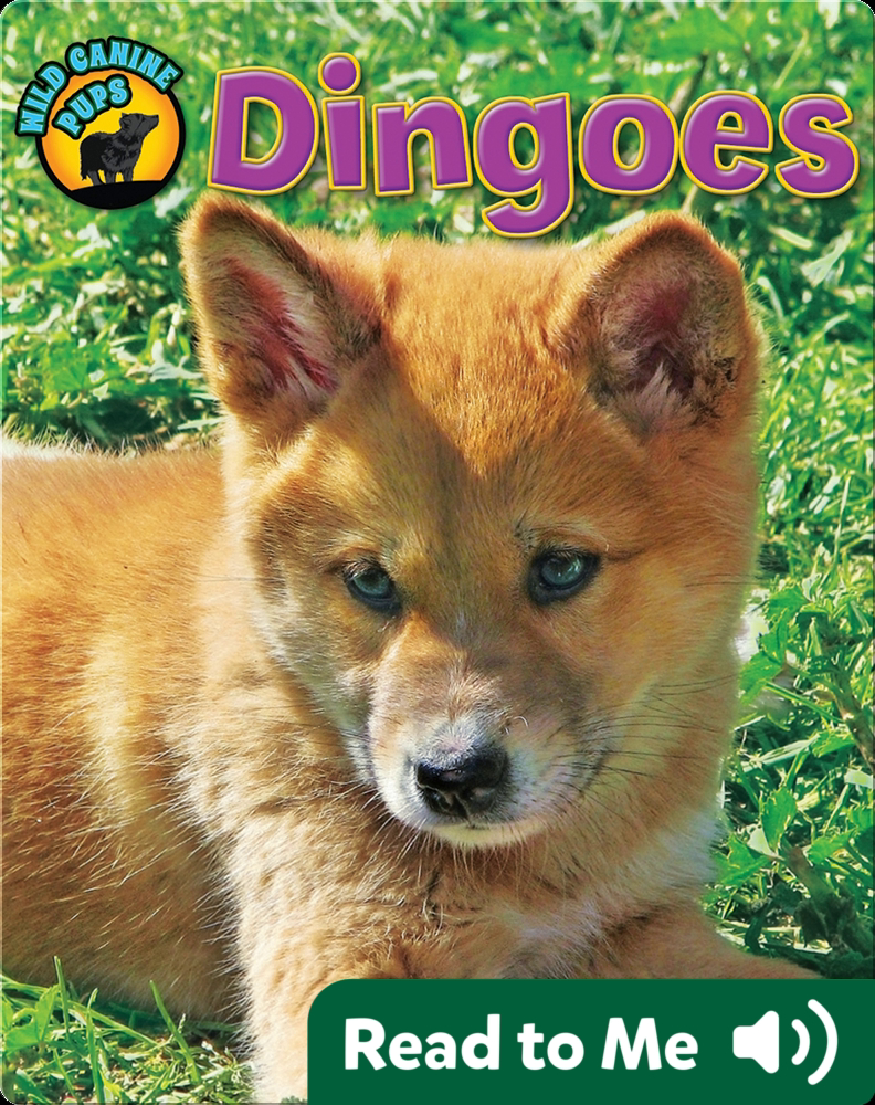 Dingoes Book by Mary Meinking | Epic