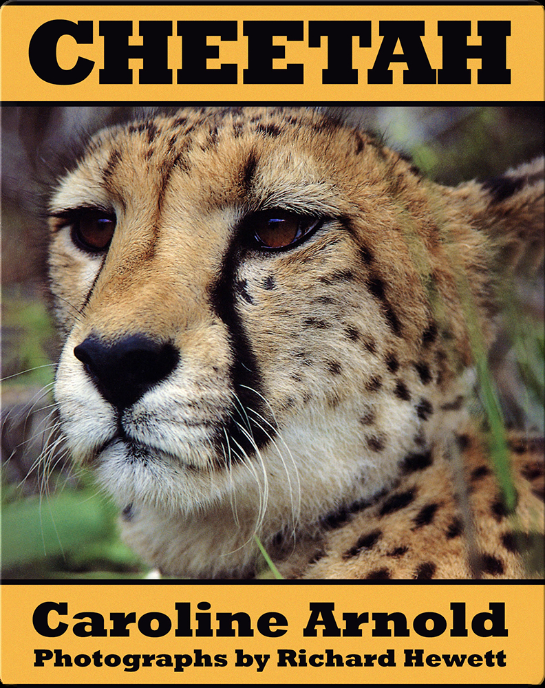 Cheetah Book by Caroline Arnold | Epic