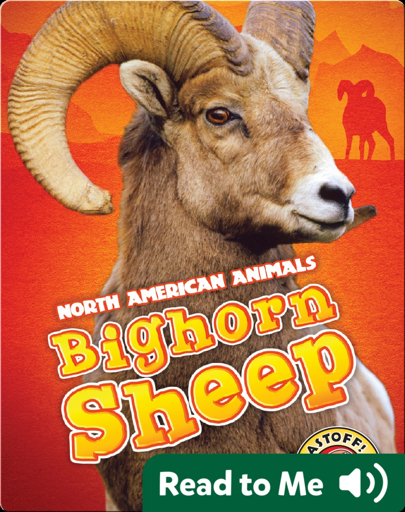 North American Animals: Bighorn Sheep Book by Megan Borgert-Spaniol | Epic