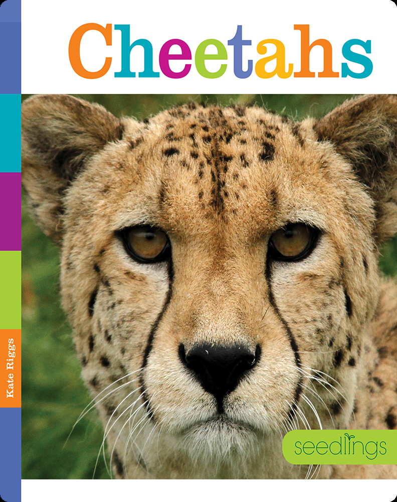 Cheetahs Book by Kate Riggs | Epic