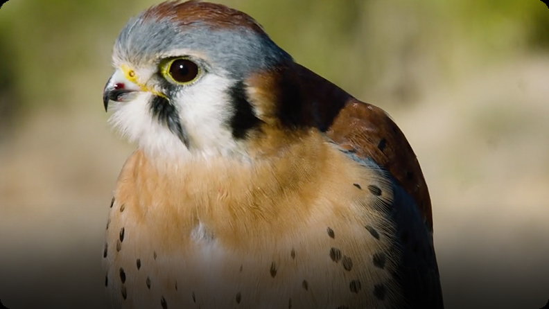 This Cute Tiny Falcon's Vision is 8 Times Sharper Than the Average ...
