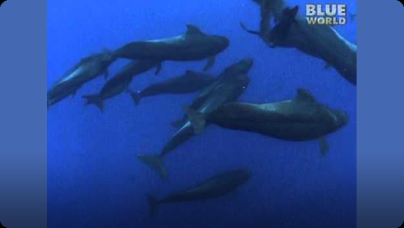 Poop Eating Sharks? Video | Discover Fun and Educational Videos That ...