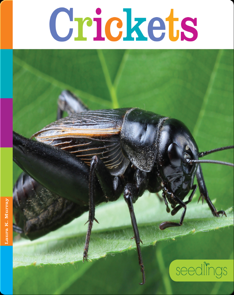Crickets Book by Laura K. Murray | Epic
