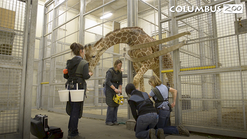 Giraffe Blood Draw and Radiograph Training Video | Discover Fun and ...