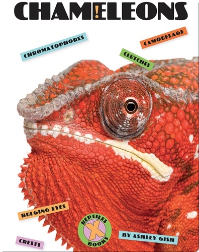 Chameleons Children's Book Collection | Discover Epic Children's Books ...