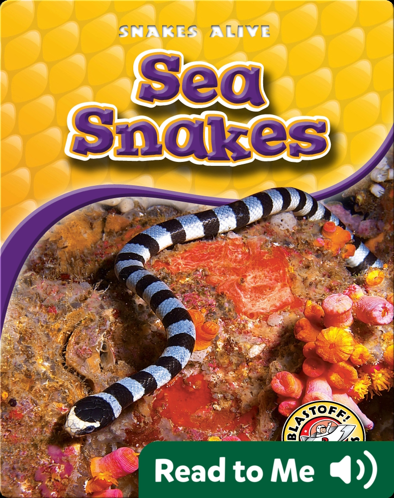 Sea Snakes Book by Colleen Sexton | Epic
