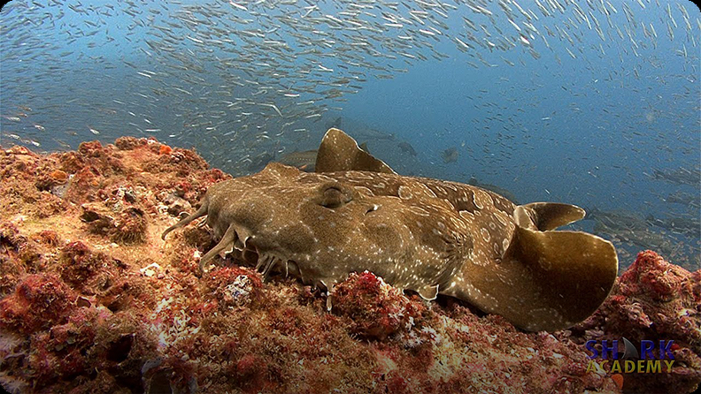 Wobbegong Sharks Video | Discover Fun and Educational Videos That Kids ...