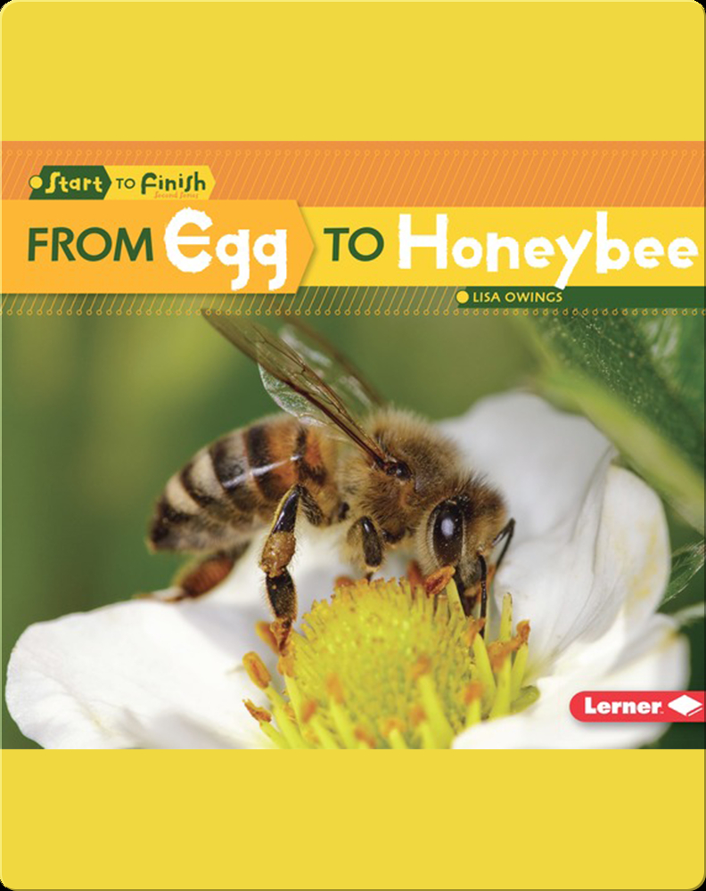 From Egg to Honeybee Book by Lisa Owings | Epic