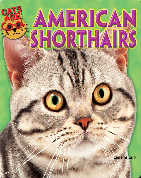 American Shorthairs Children's Book by Gini Holland | Discover Children ...
