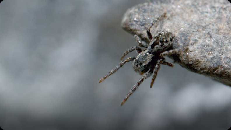 Life Above the Clouds: Himalayan Jumping Spider Video | Discover Fun ...