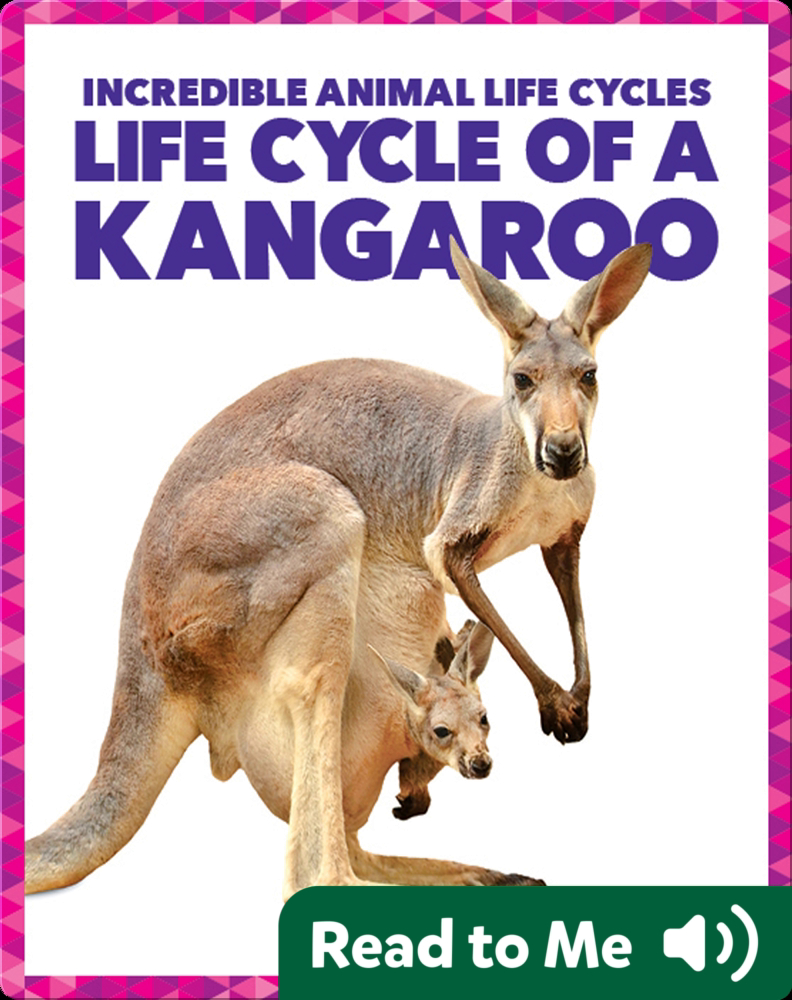 Life Cycle Of A Kangaroo | atelier-yuwa.ciao.jp