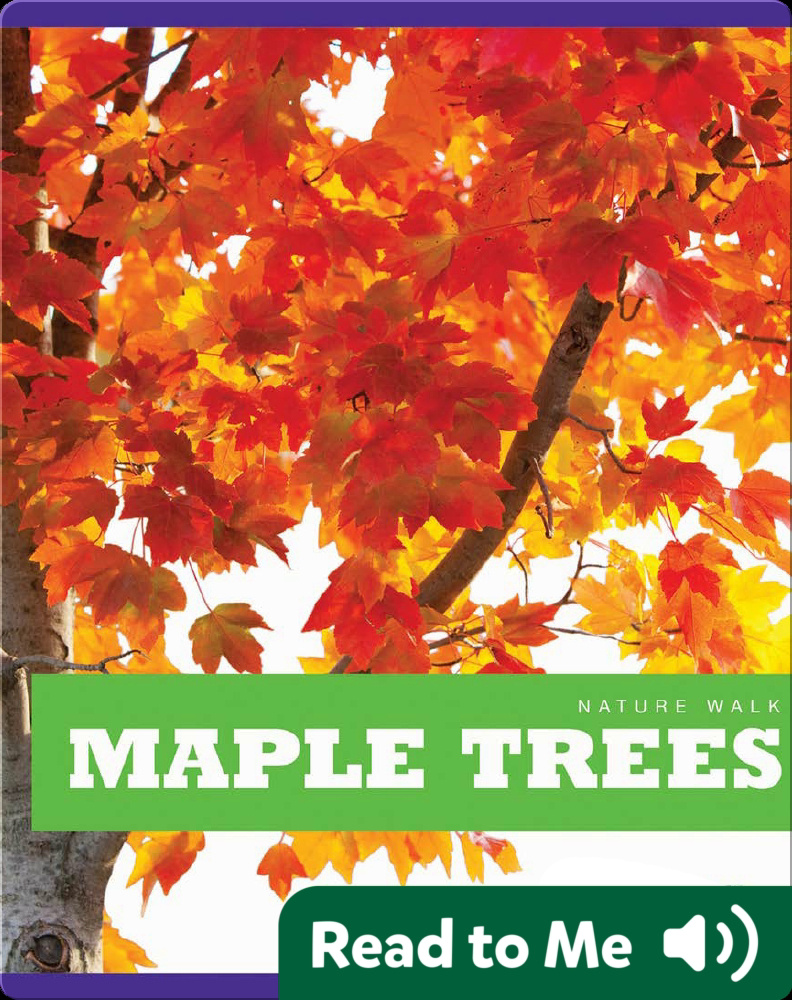 Maple Trees Children's Book by Rebecca Stromstad Glaser | Discover ...