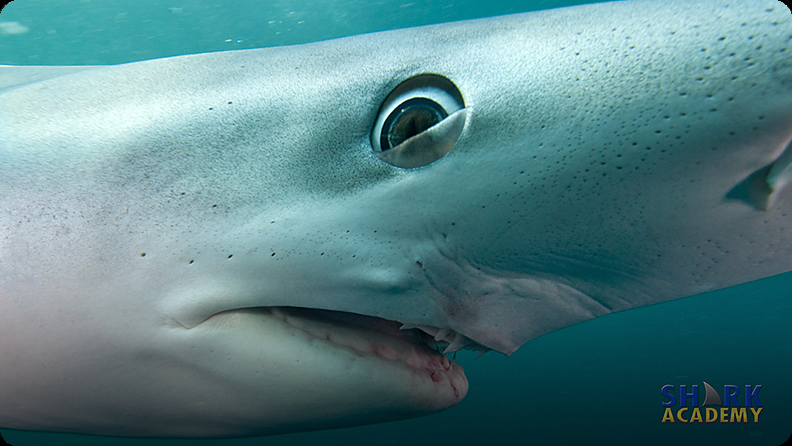 Shark Eyesight Video by Blue World | Epic