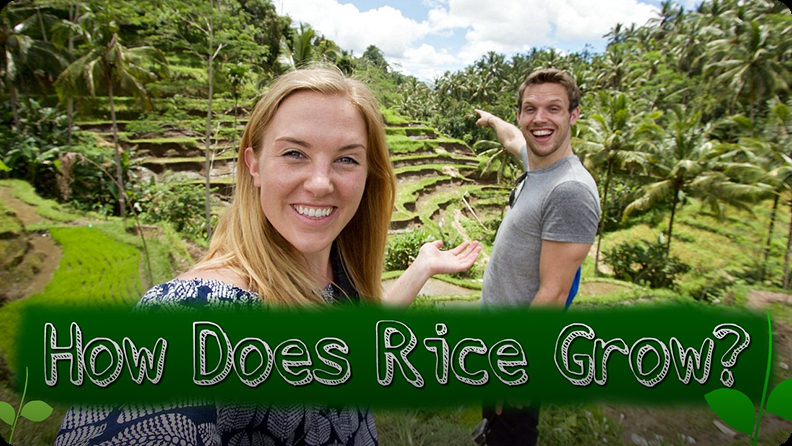 How Does Rice Grow? Video | Discover Fun and Educational Videos That ...
