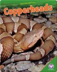 Snakes: Backyard Wildlife Book by Emily Green | Epic