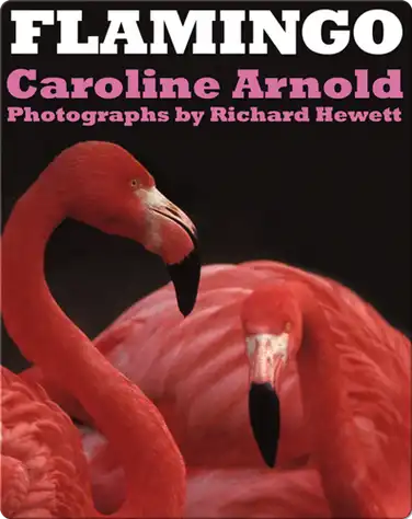 Flamingo Children's Book Collection | Discover Epic Children's Books ...